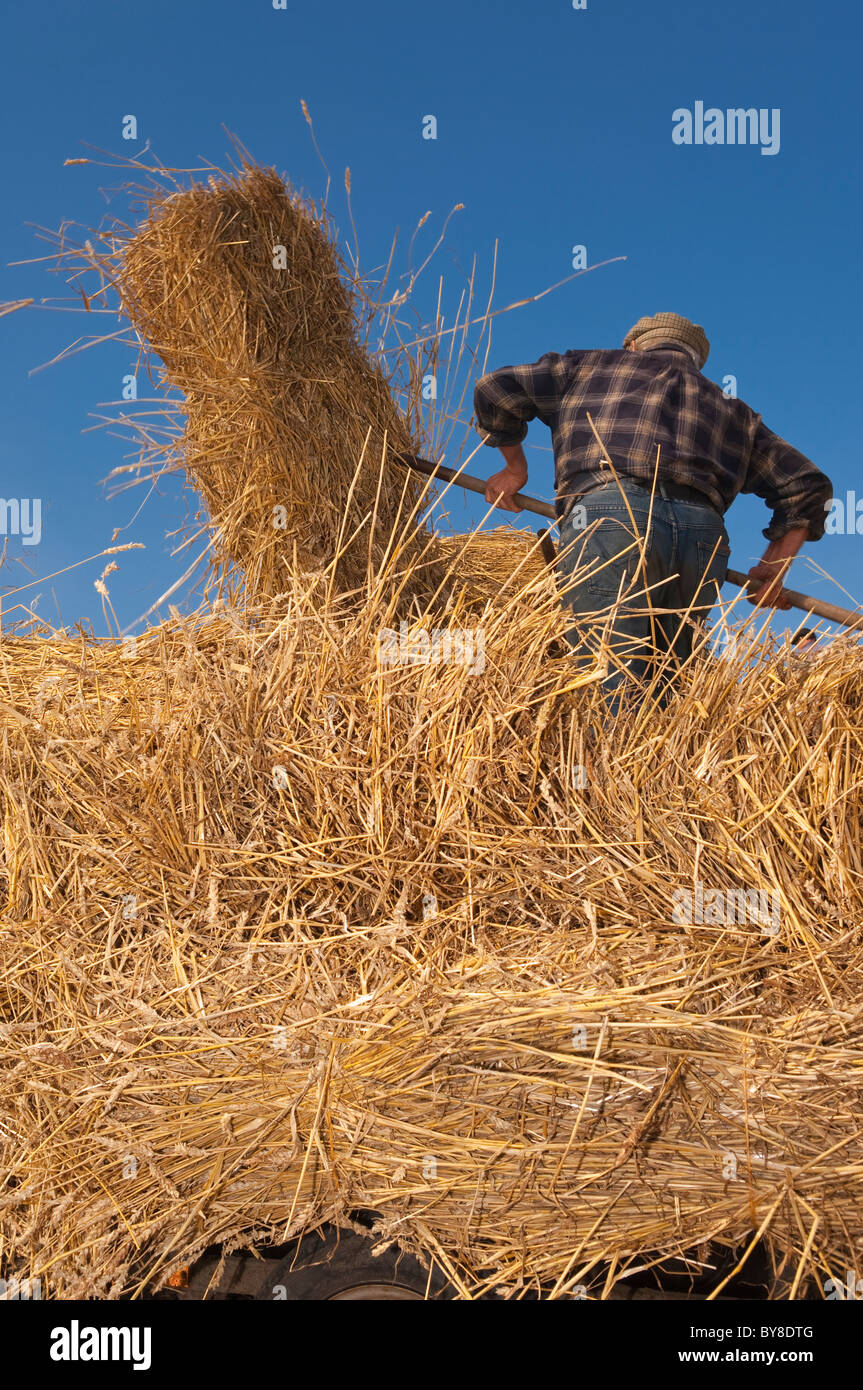 A man working on a Ransomes threshing machine showing movement and dust ...