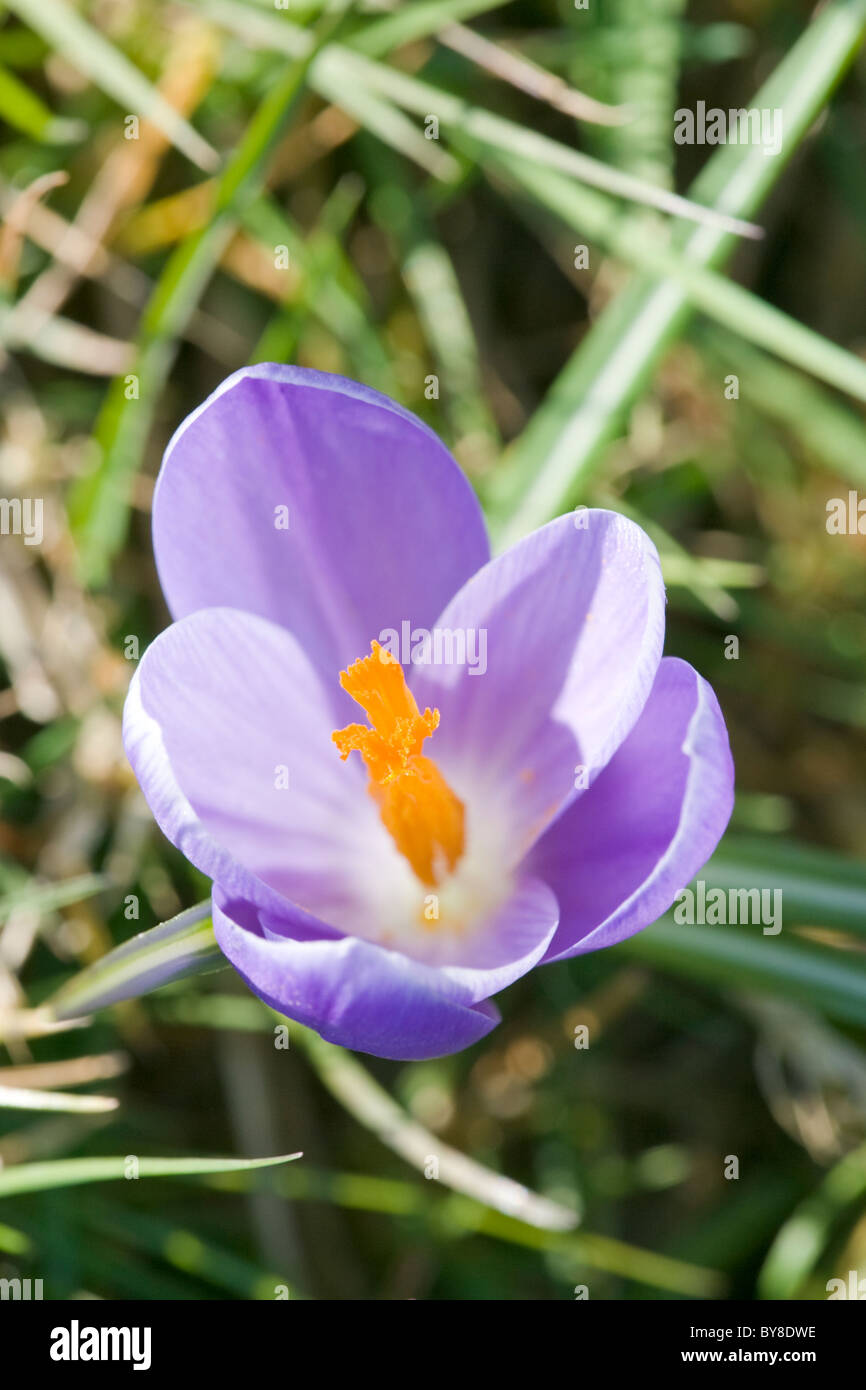 Crocus vernus stamens hi-res stock photography and images - Alamy