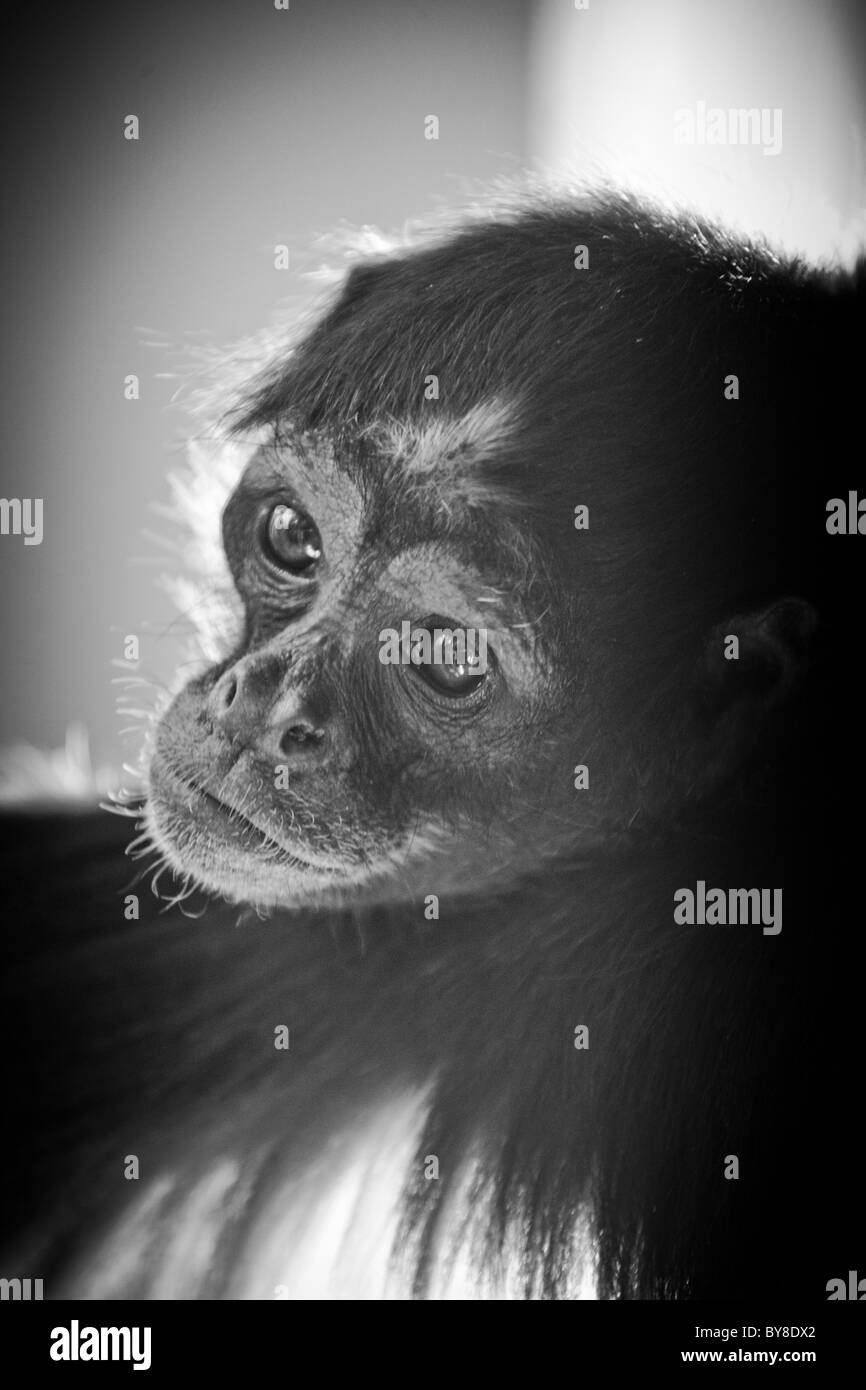 Black and white shot of a monkeys face Stock Photo - Alamy