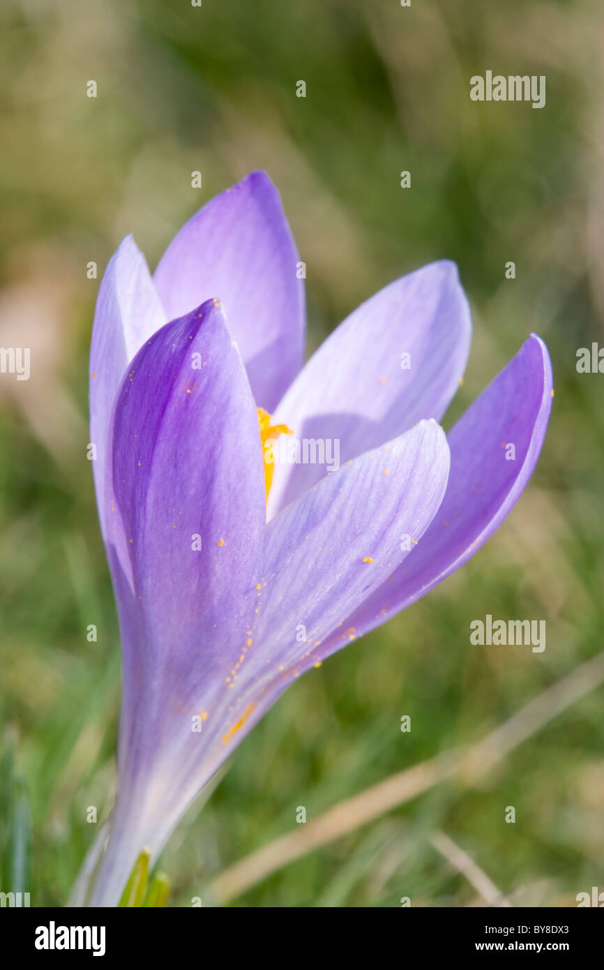 Spring crocus crocus vernus hi-res stock photography and images - Alamy