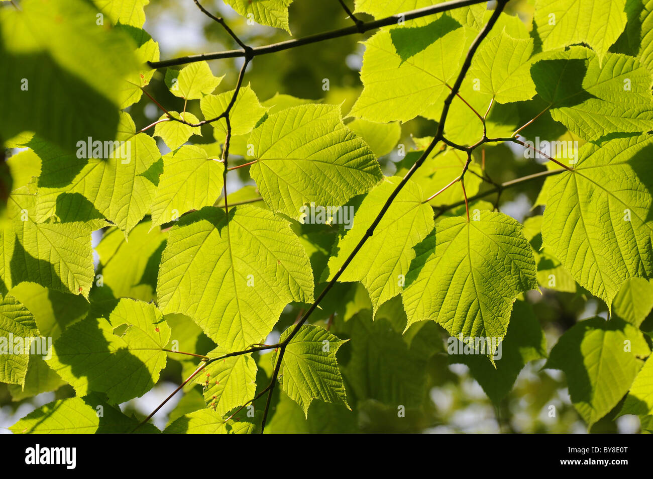 American sycamore hi-res stock photography and images - Alamy