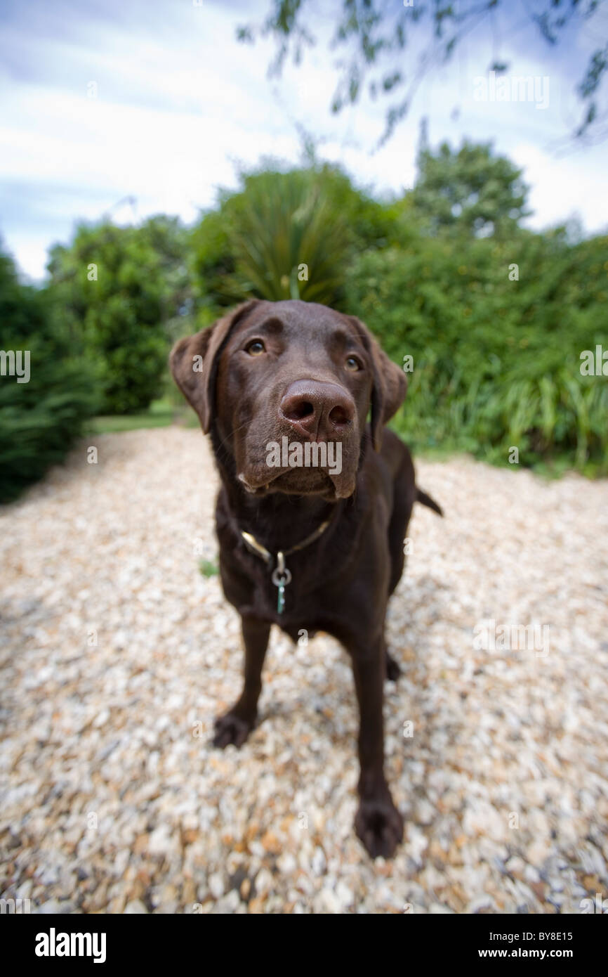 Labrador single puppy standing garden hi-res stock photography and ...