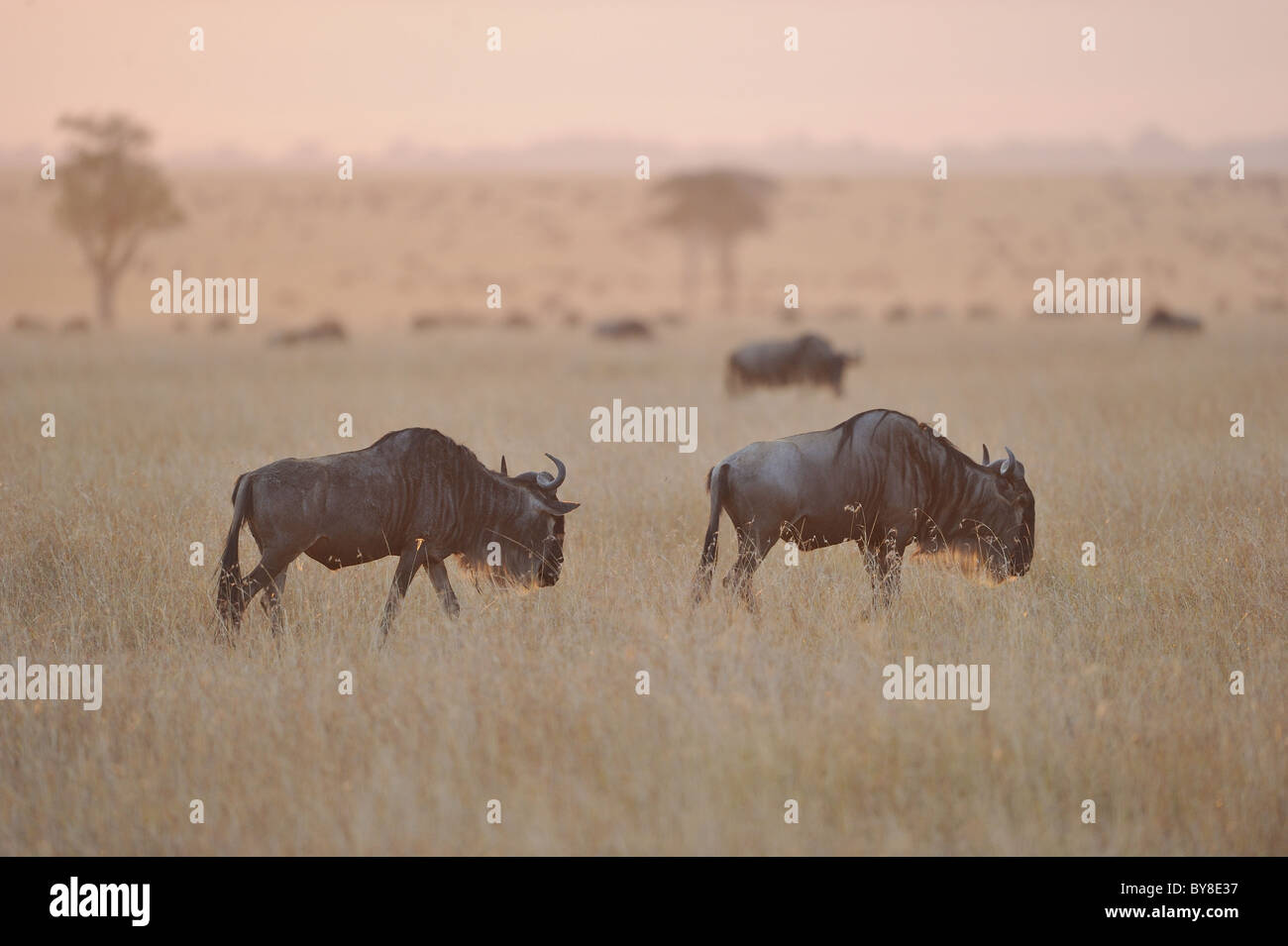 Blue wildebeest - Brindled gnu - Common wildebeest (Connochaetes ...