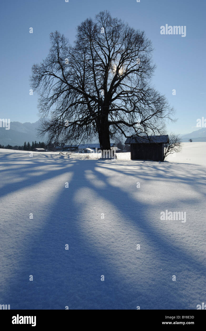 single tree and cottage in winter snow Stock Photo - Alamy