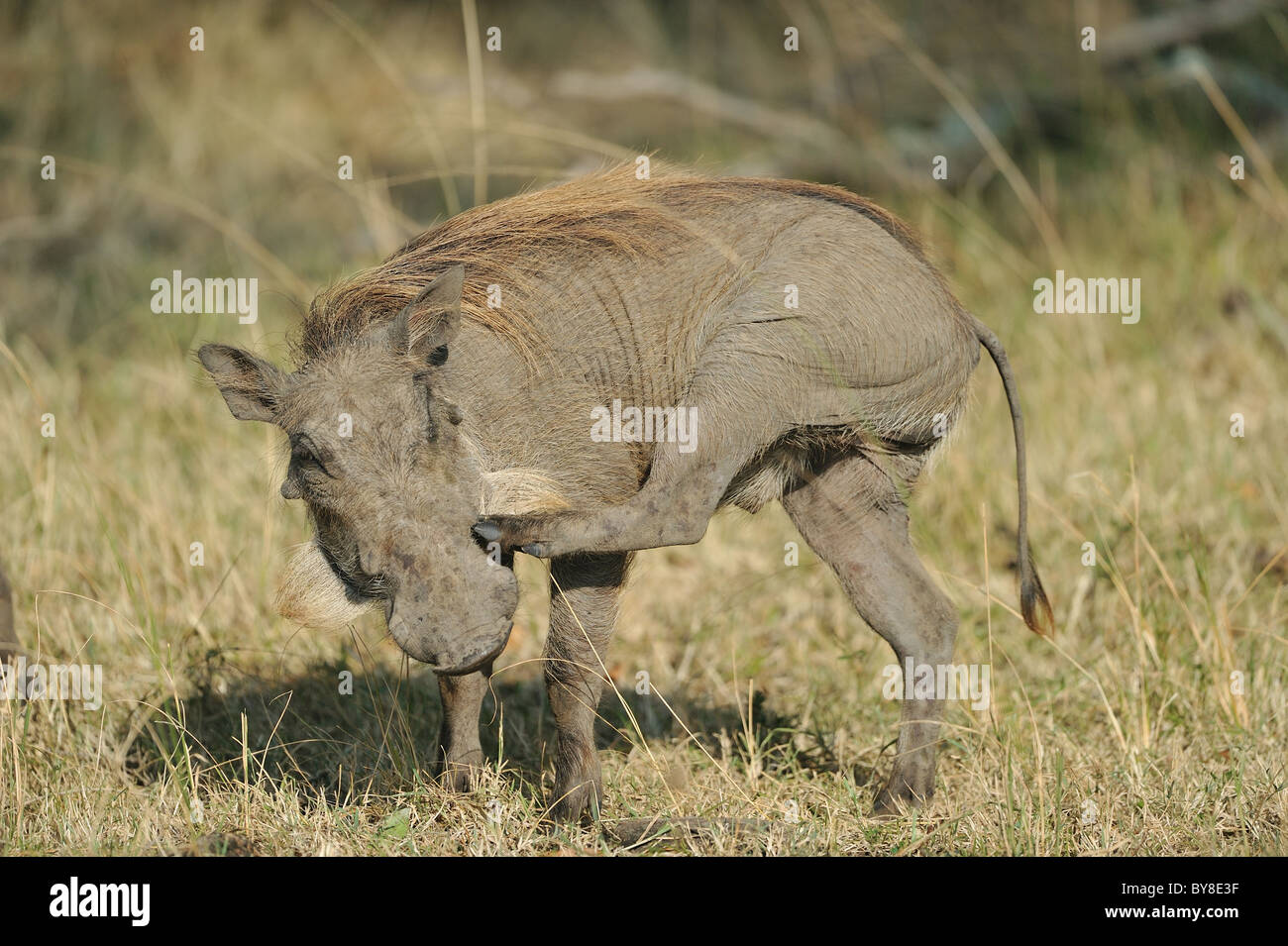 Desert warthog (Phacochoerus aethiopicus) scratching itself - Maasai ...
