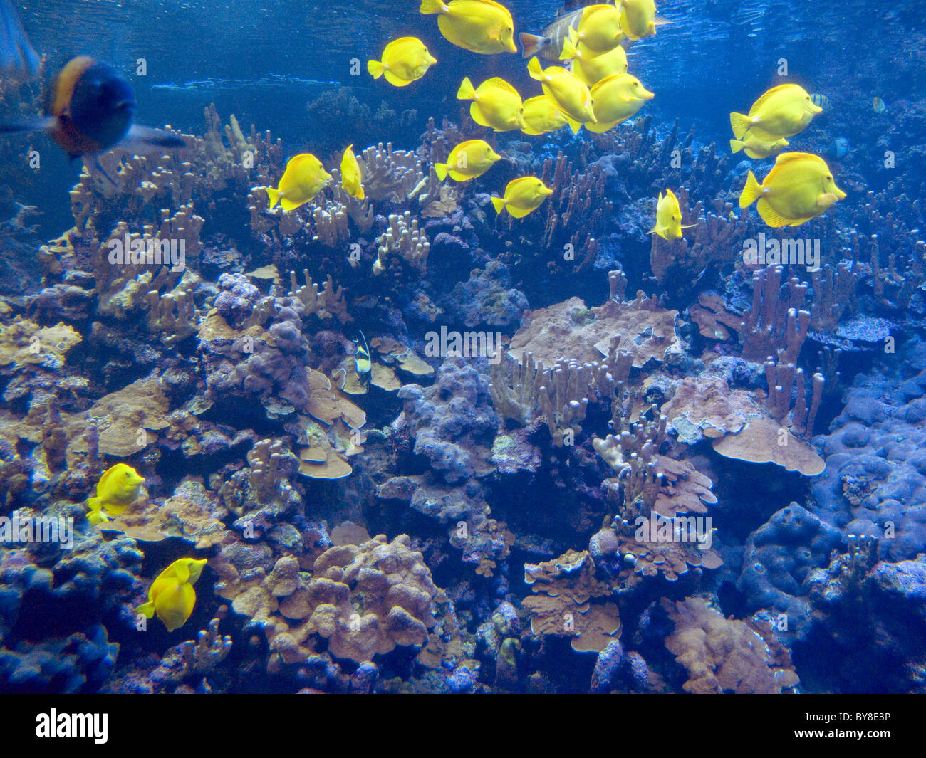 Hawaii zoo hi-res stock photography and images - Alamy