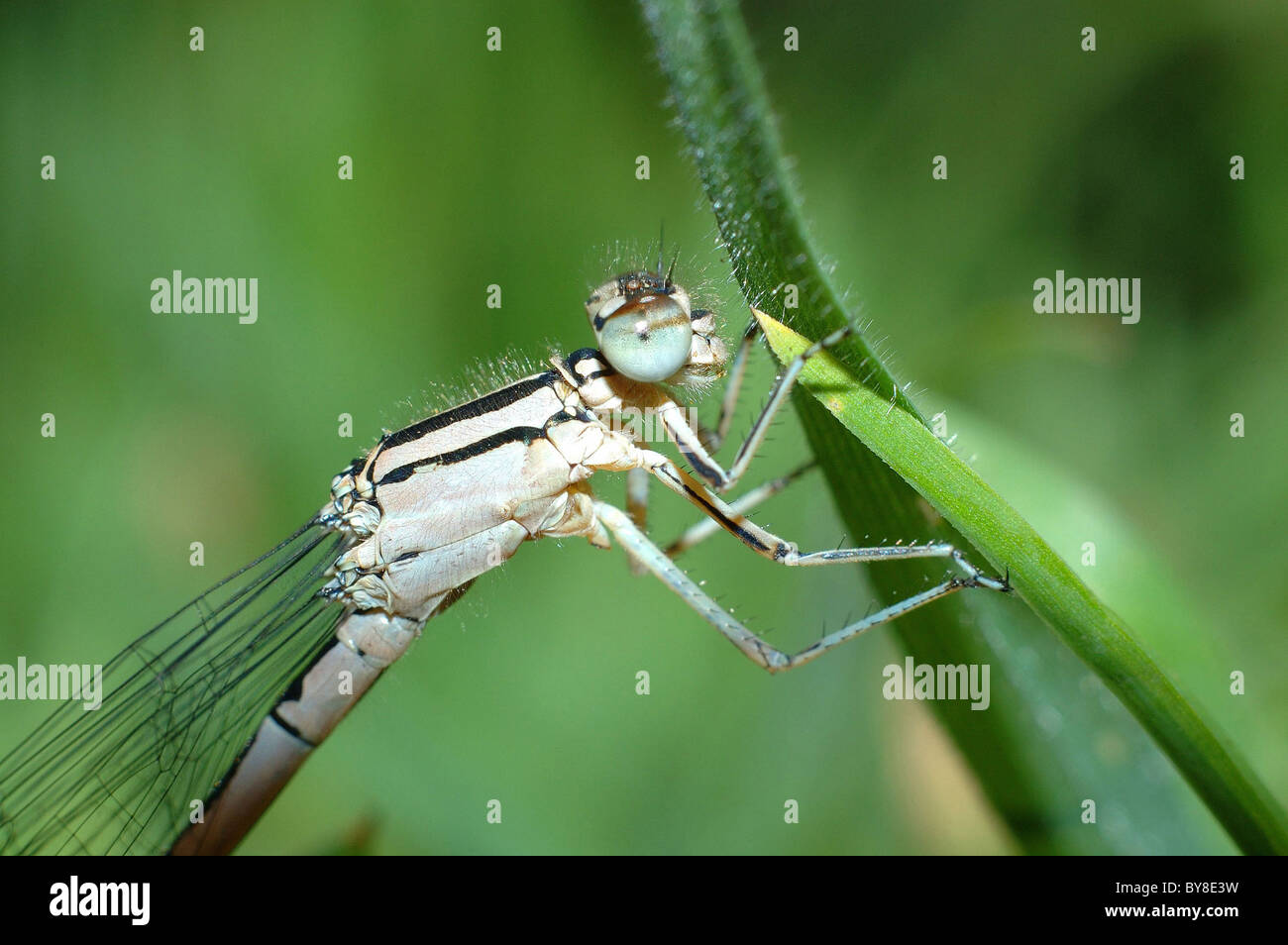 Common Blue Damselfly (female Stock Photo - Alamy