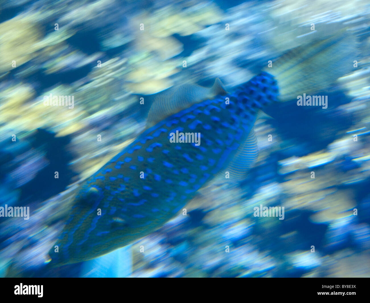 Unidentified fiash at Maui Ocean Center. Maui, Hawaii Stock Photo - Alamy