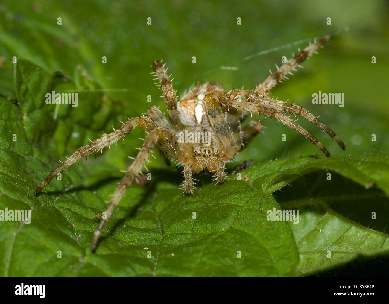Garden Spider (Cross Spider Stock Photo - Alamy