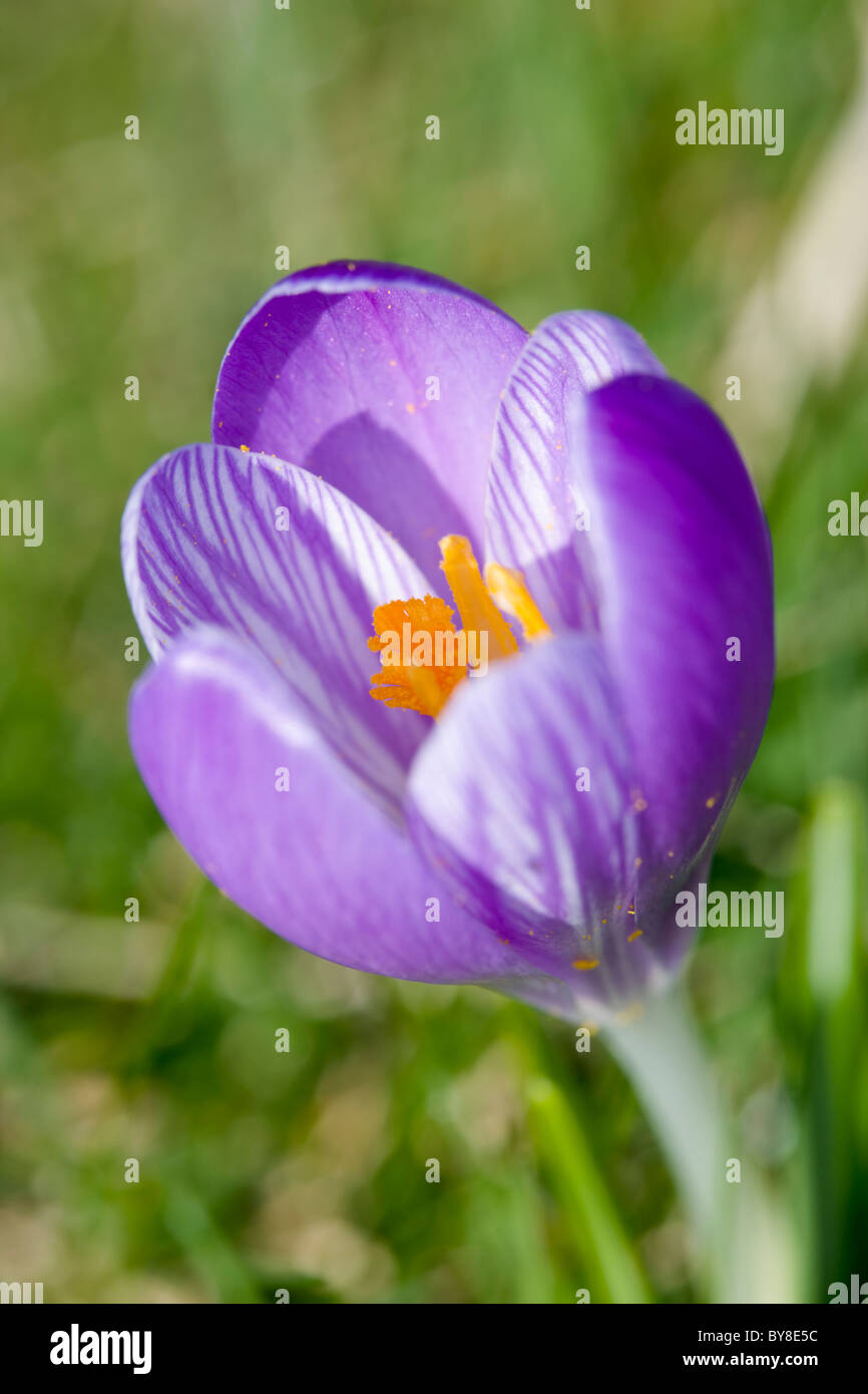 Spring crocus crocus vernus hi-res stock photography and images - Alamy