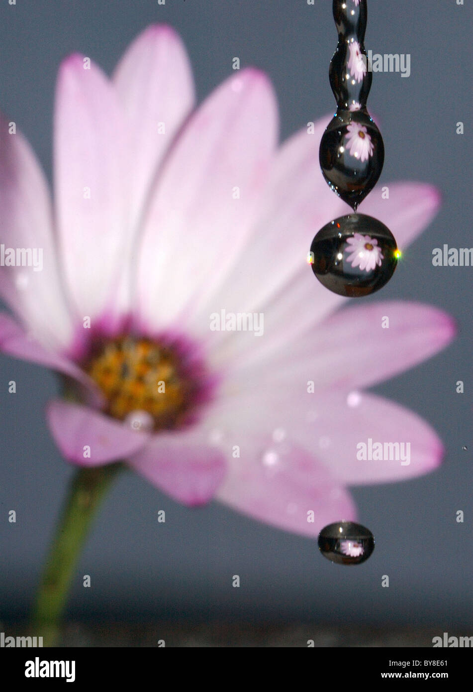Daisy with water drop diffraction Stock Photo - Alamy