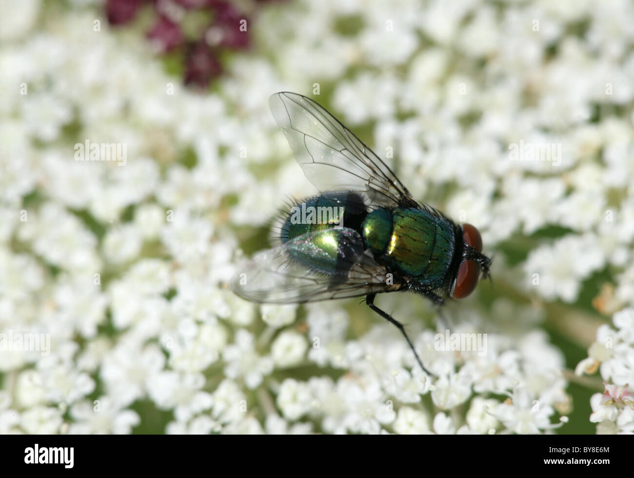 Common green bottle fly hi-res stock photography and images - Alamy