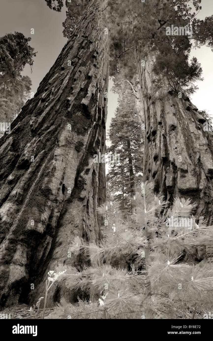 California redwoods national park hi-res stock photography and images ...