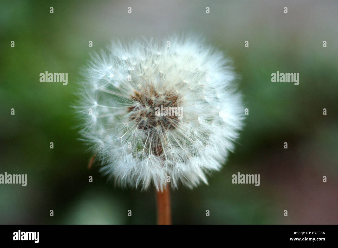Dandelion seed pod Stock Photo - Alamy