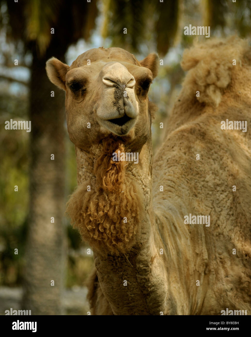 A camel poses at the Miami MetroZoo in Miami, Florida Stock Photo - Alamy