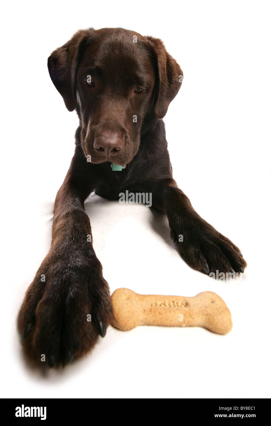 Labrador Retriever Single puppy reaching for treat Studio, UK Stock ...