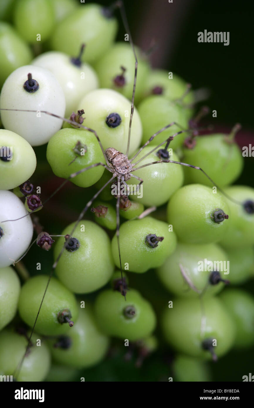 Harvest spider hi-res stock photography and images - Alamy