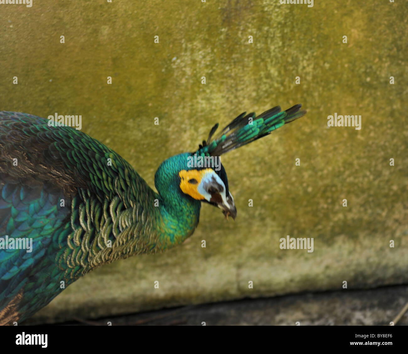A young peacock pecks the ground at the Miami MetroZoo in Florida Stock ...
