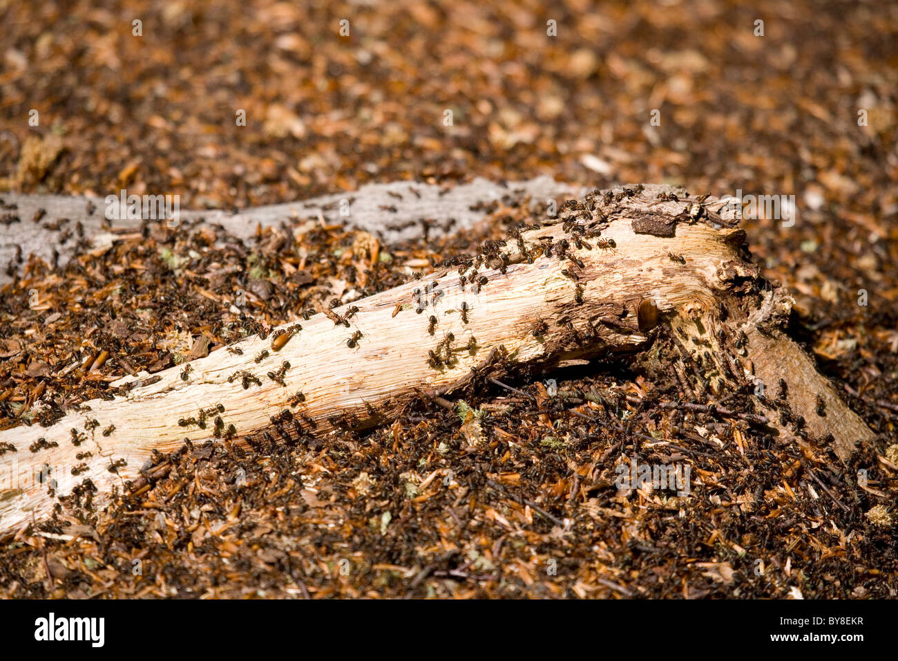 Wood Ant Formica aquilonia Colony UK Stock Photo - Alamy Wood Ant Formica aquilonia Colony UK Stock Photo - Alamy