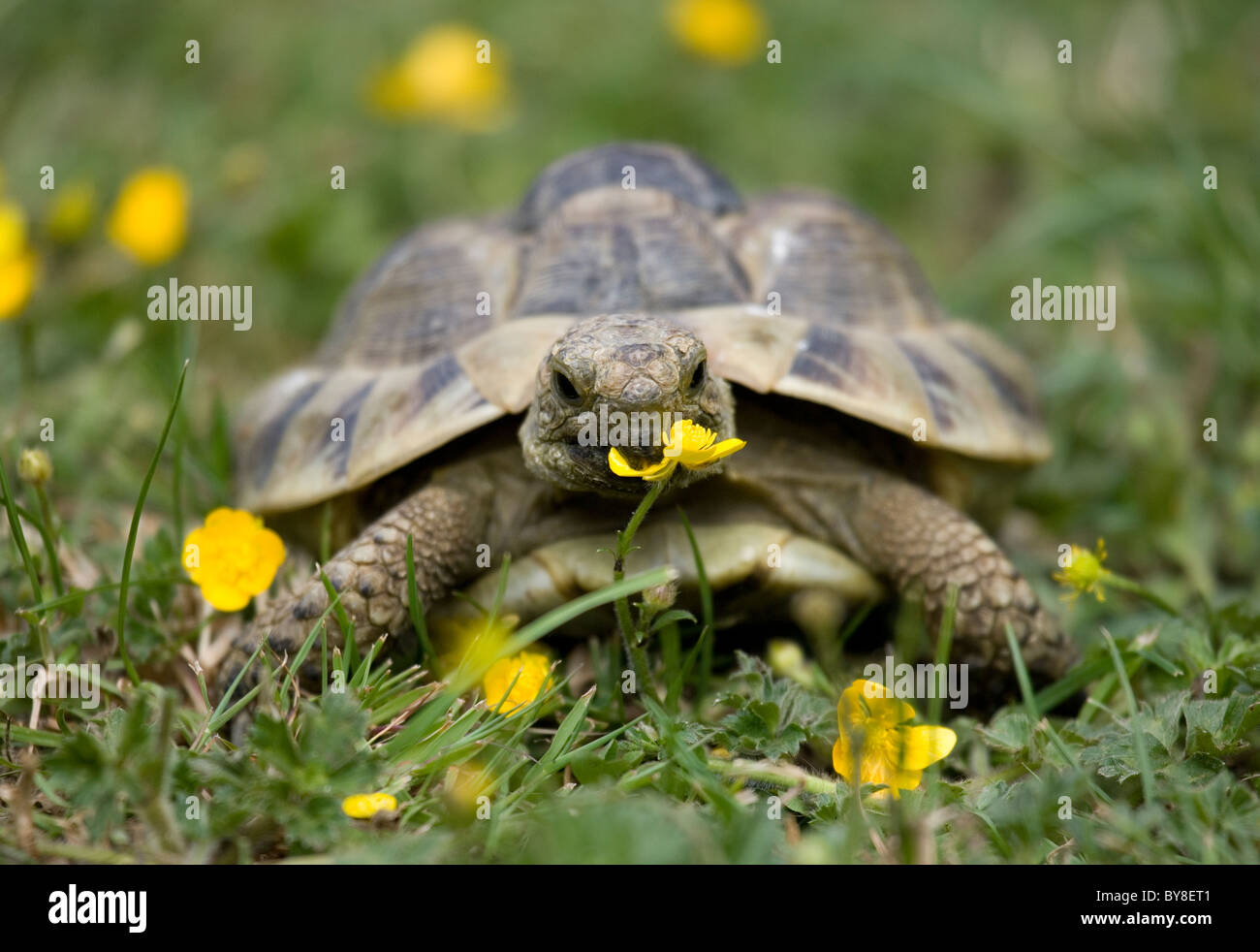 Hermann's Tortoise Testudo hermanni Single adult in garden eating ...