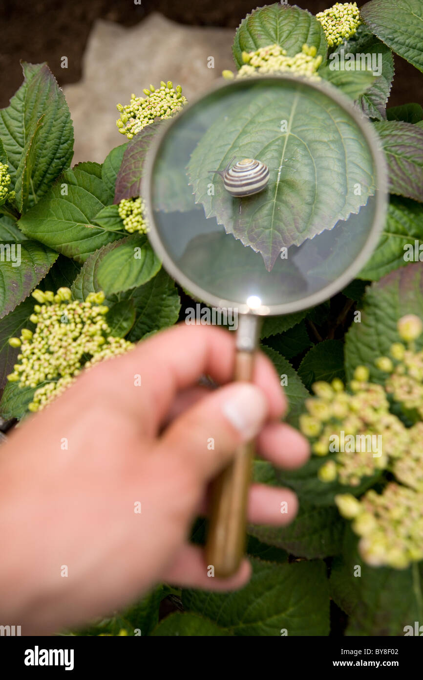 Environment Looking at snail through magnifying glass Dorset, UK Stock ...
