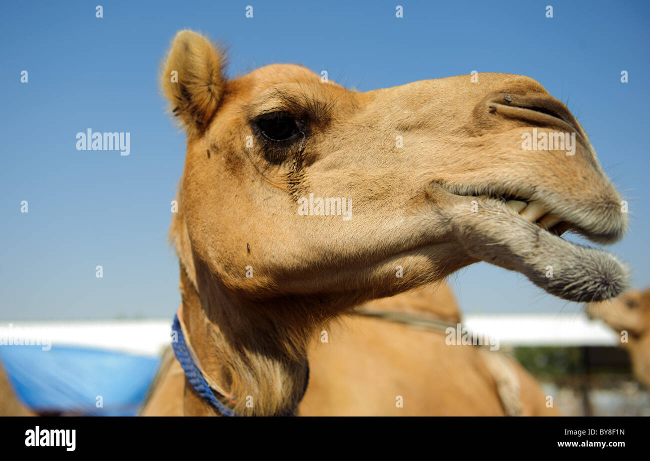 Camel Market in Doha, Qatar Stock Photo - Alamy