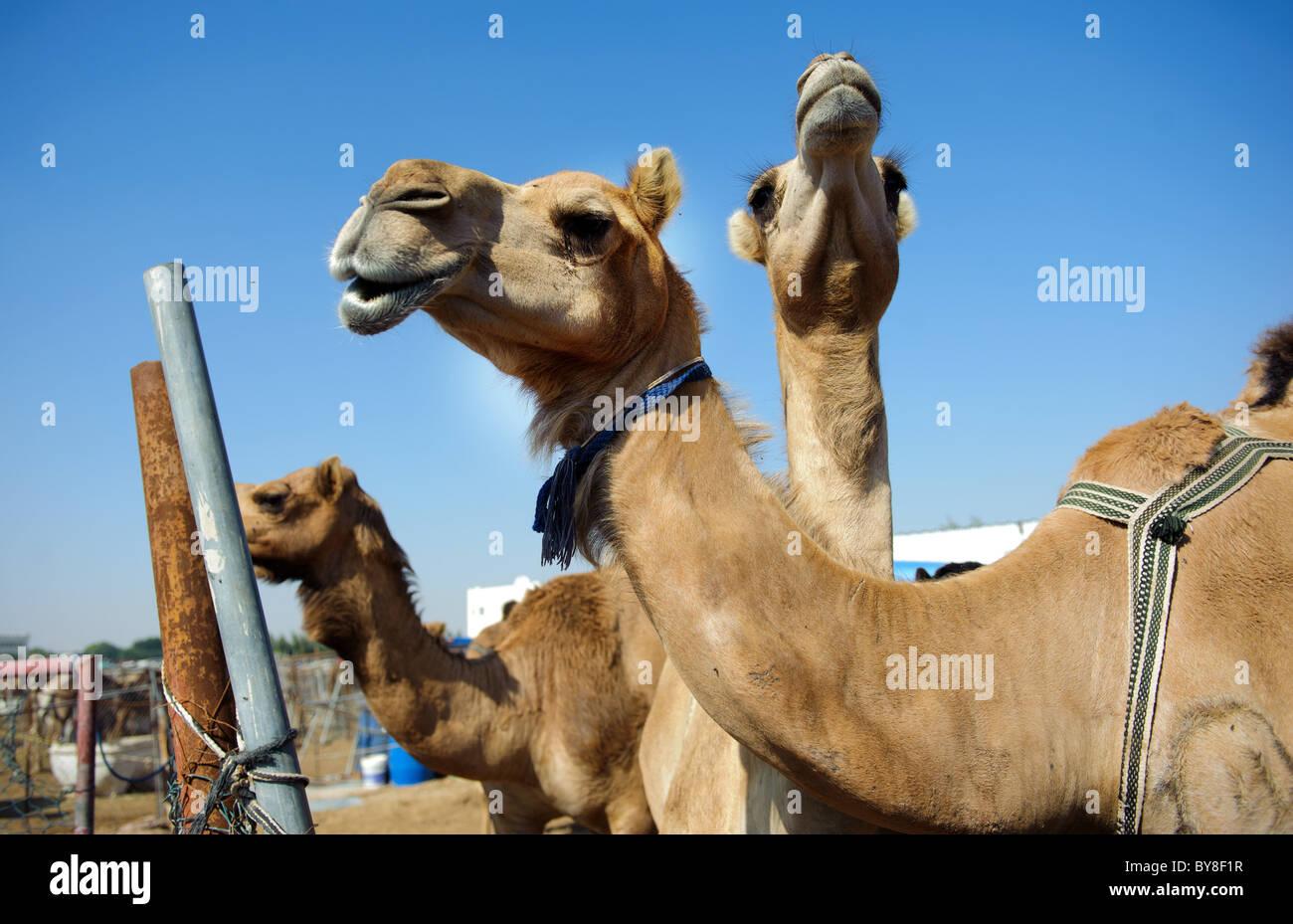 Camel Market in Doha, Qatar Stock Photo - Alamy
