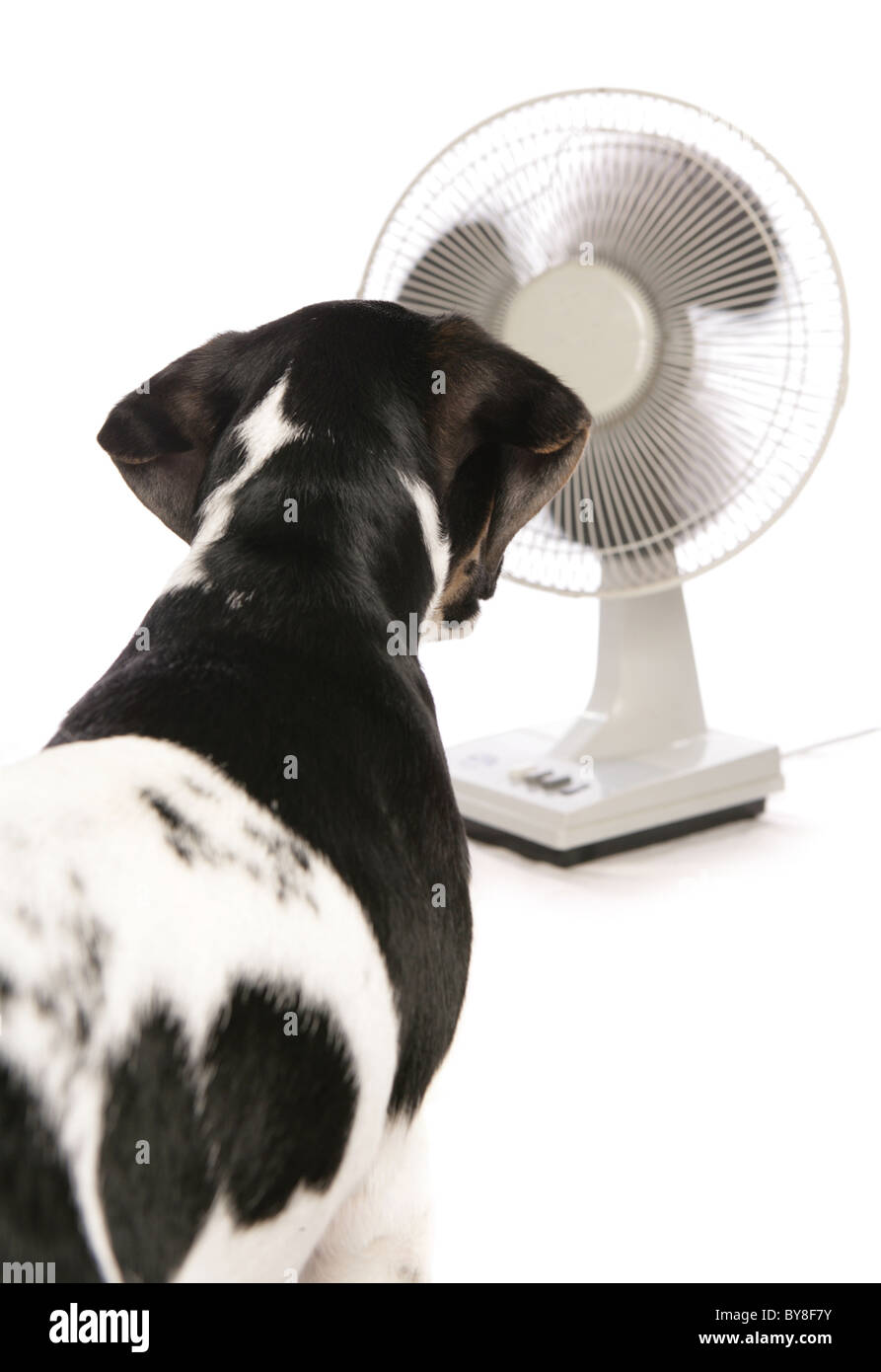 Electric fan dog hi-res stock photography and images - Alamy