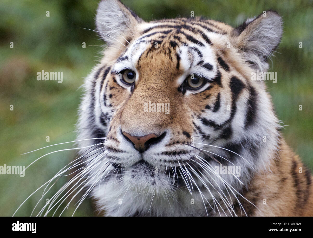 Female Amur (Siberian) tiger (headshot Stock Photo - Alamy