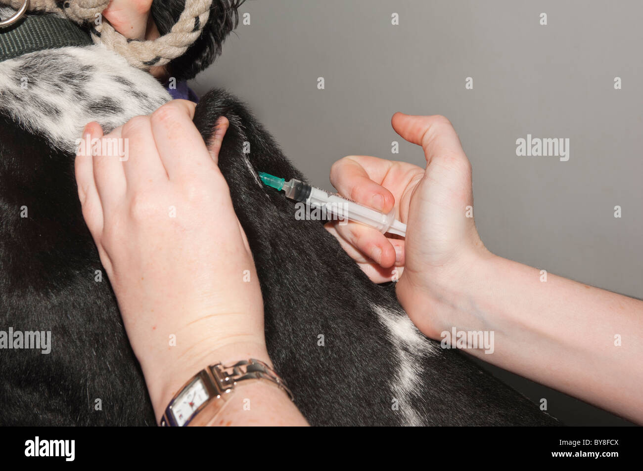 Vet injection spaniel hi-res stock photography and images - Alamy