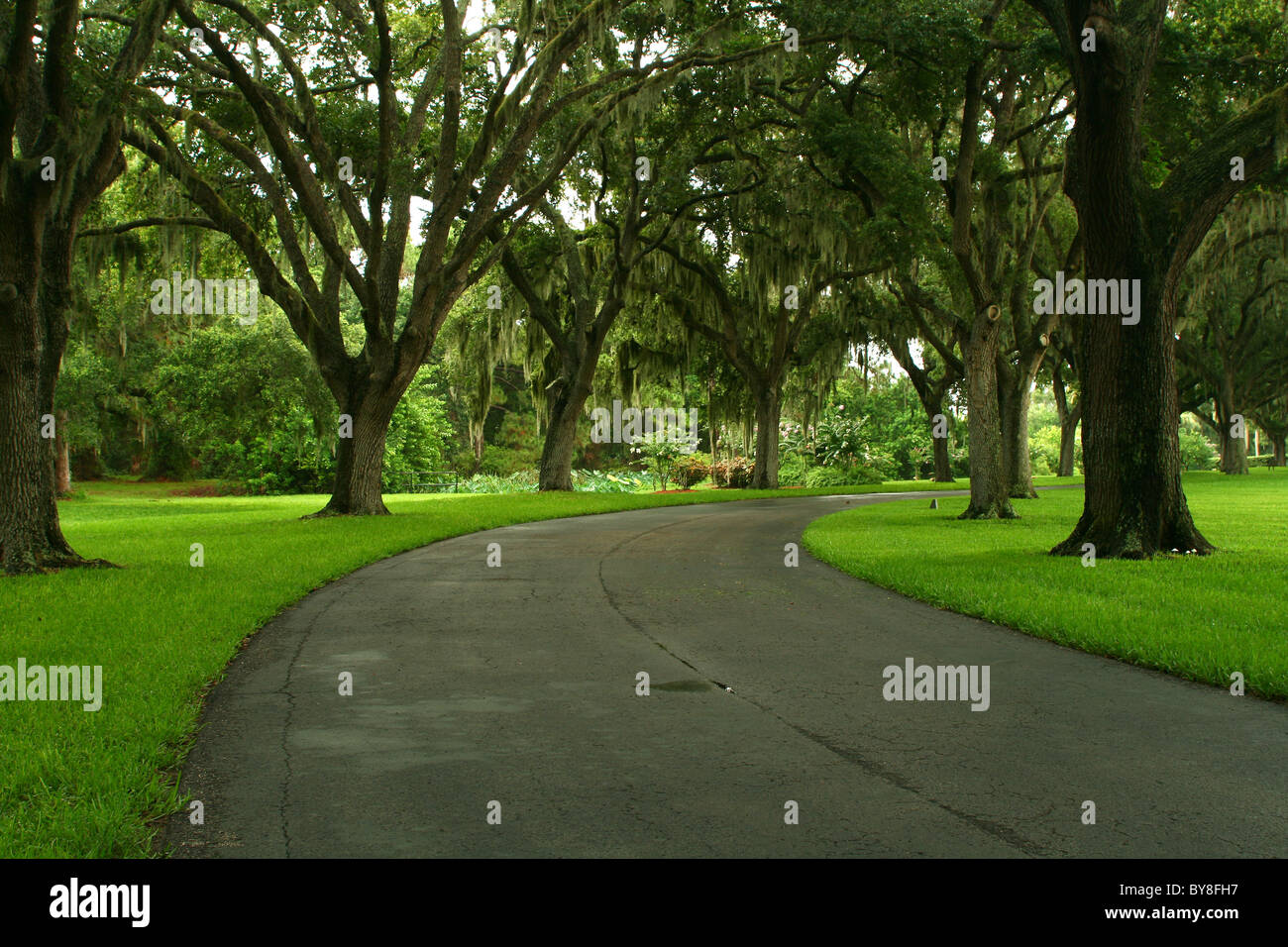 Tree lined Tropical Road in Madeira Beach Florida Stock Photo - Alamy