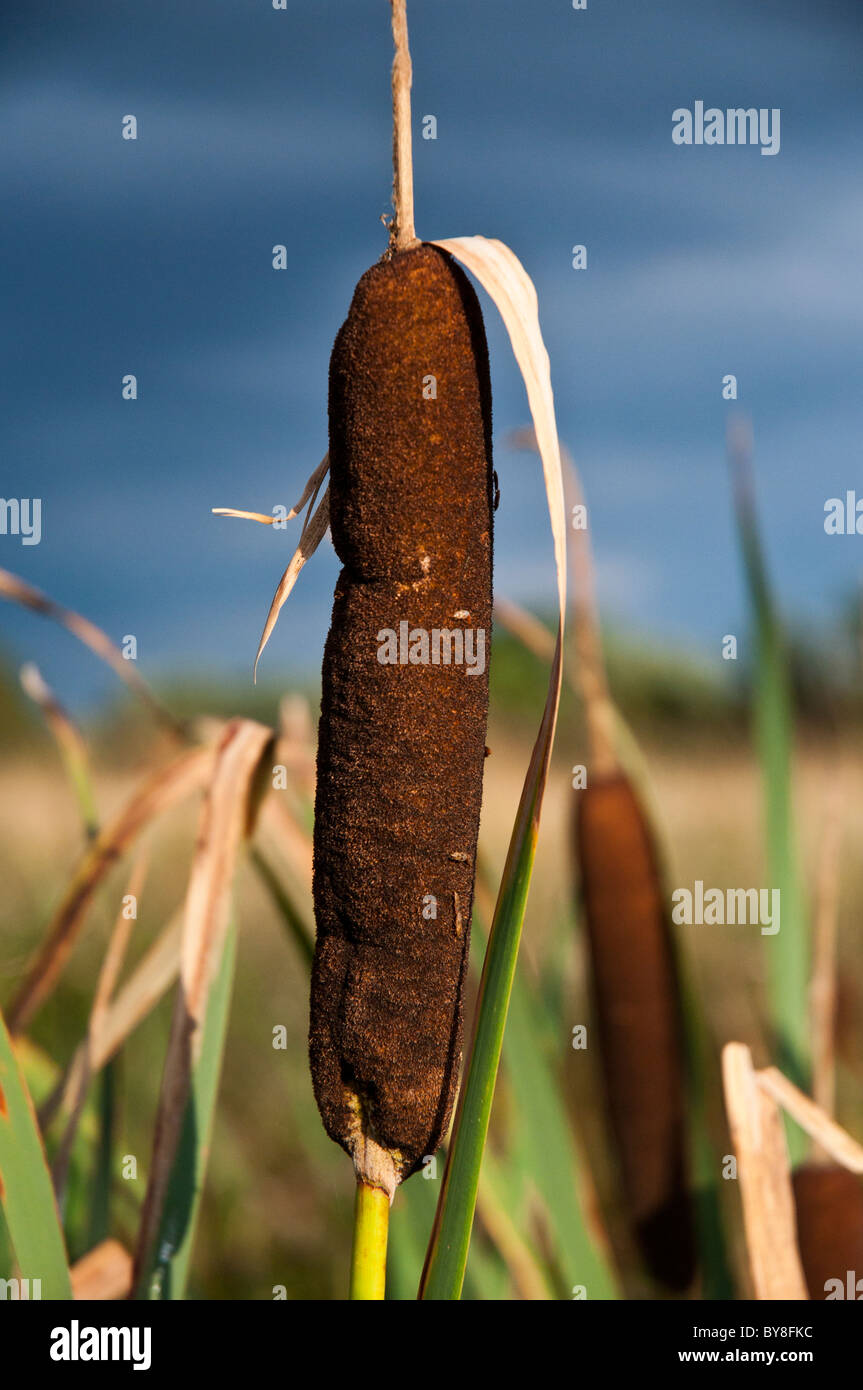 Bullrush High Resolution Stock Photography and Images - Alamy