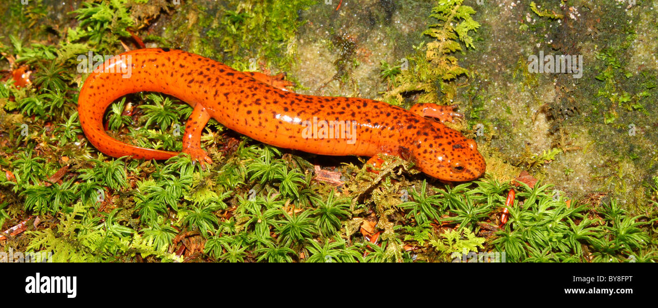 Red Salamander (Pseudotriton ruber Stock Photo - Alamy