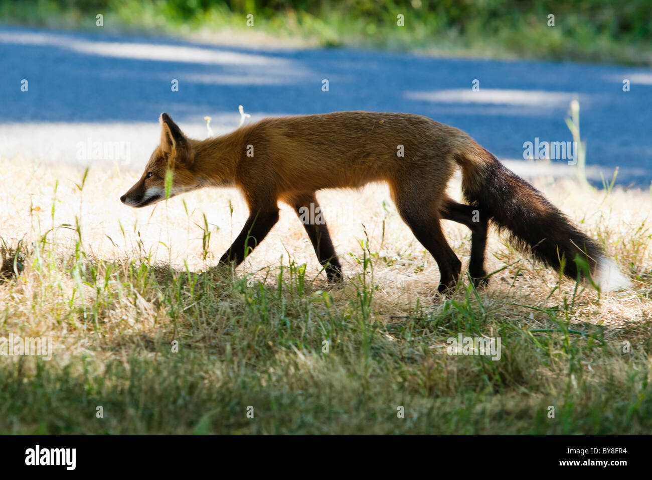 A Red Fox on the grounds of the American Camp National Historical Park ...