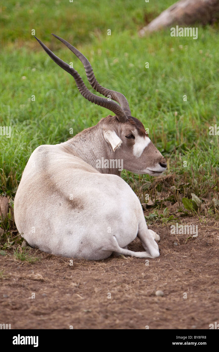 An addax resting at the Greater Vancouver Zoo in Aldergrove, BC, Canada ...