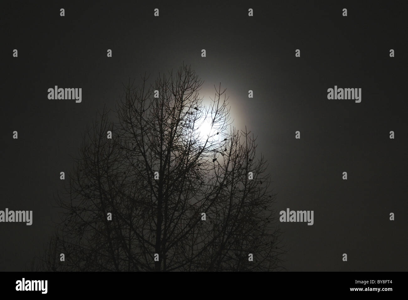 The full Moon behind branches of a tree at night Stock Photo - Alamy