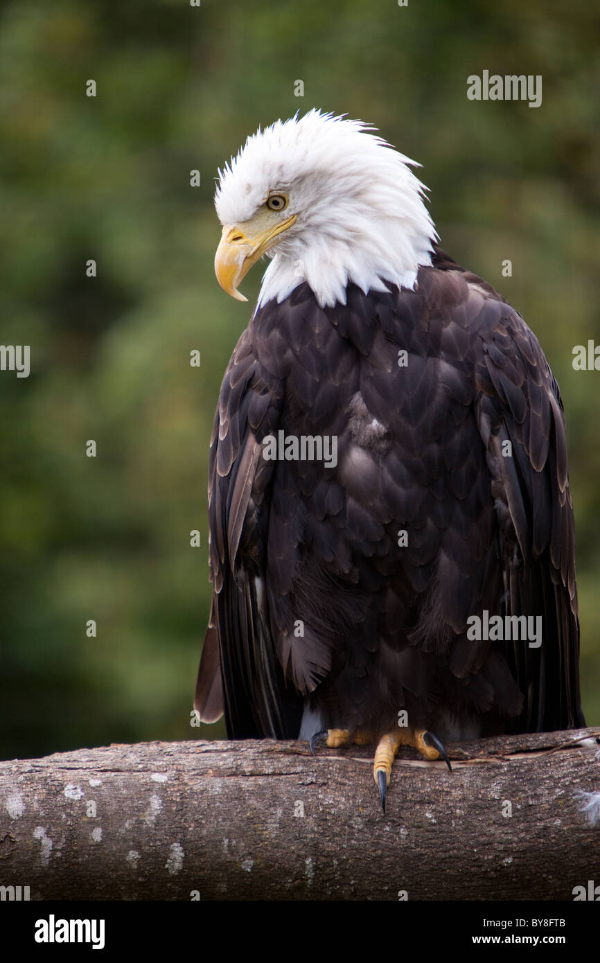 Bald eagle at zoo hi-res stock photography and images - Alamy