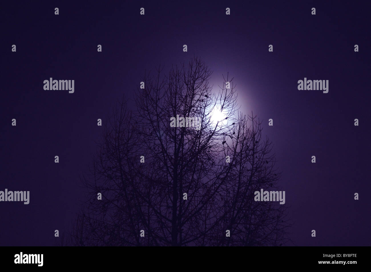 Full moon behind branches of a tree hi-res stock photography and images ...