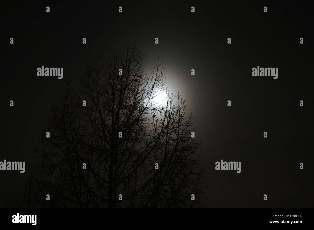 The full Moon behind branches of a tree at night Stock Photo - Alamy