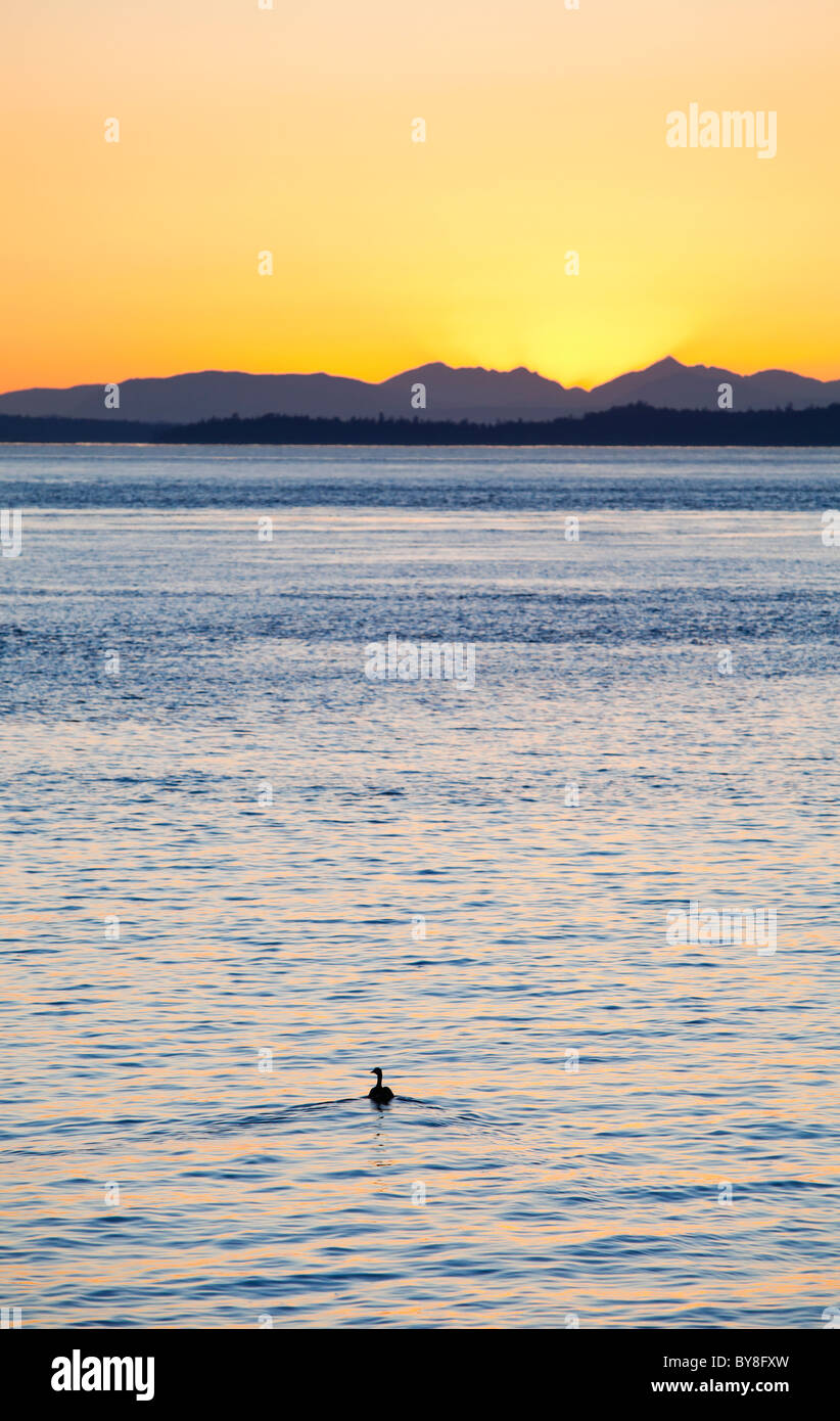Lonely goose hi-res stock photography and images - Alamy