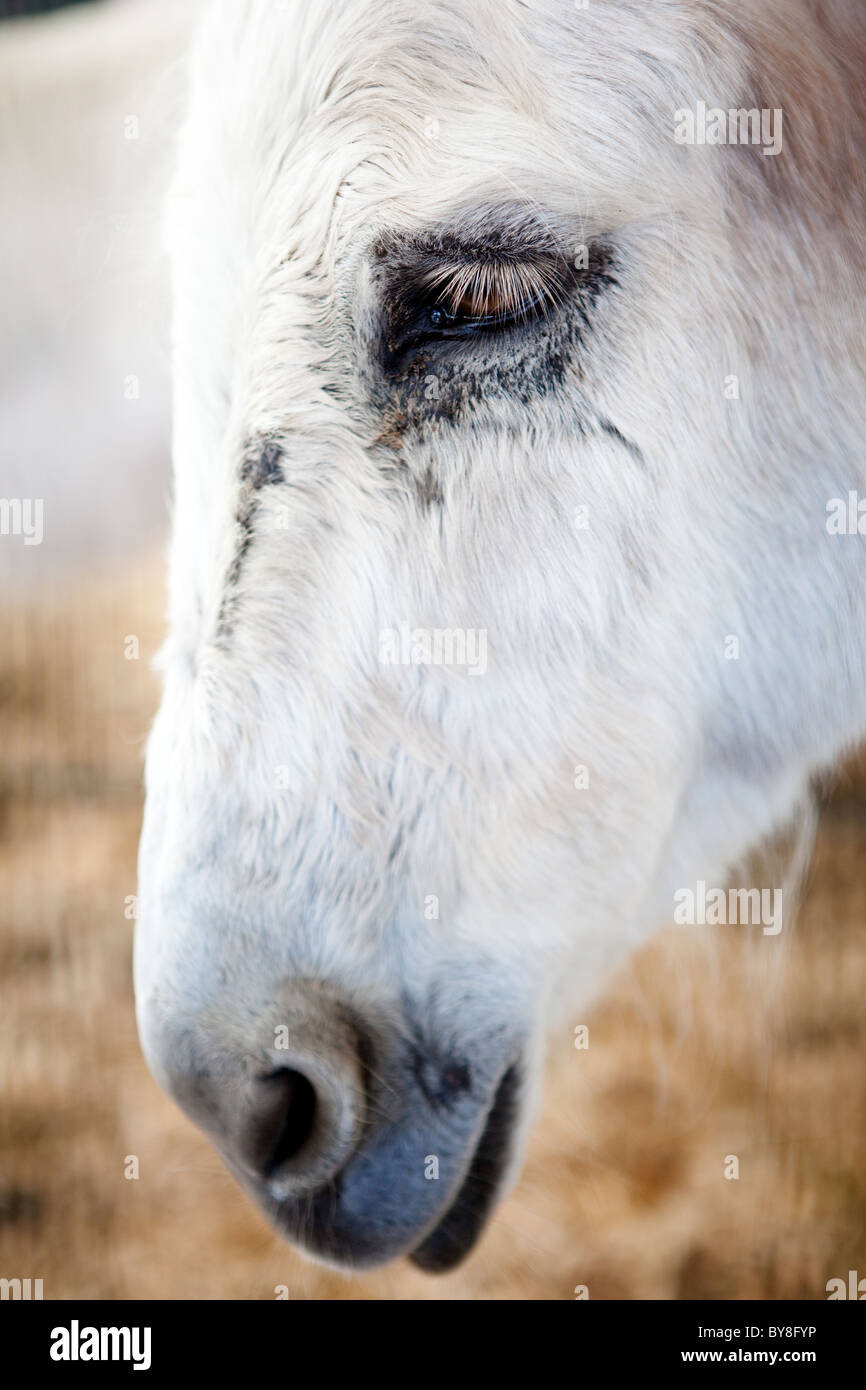 A sad looking donkey at the Saanich Fair on Vancouver Island, BC ...