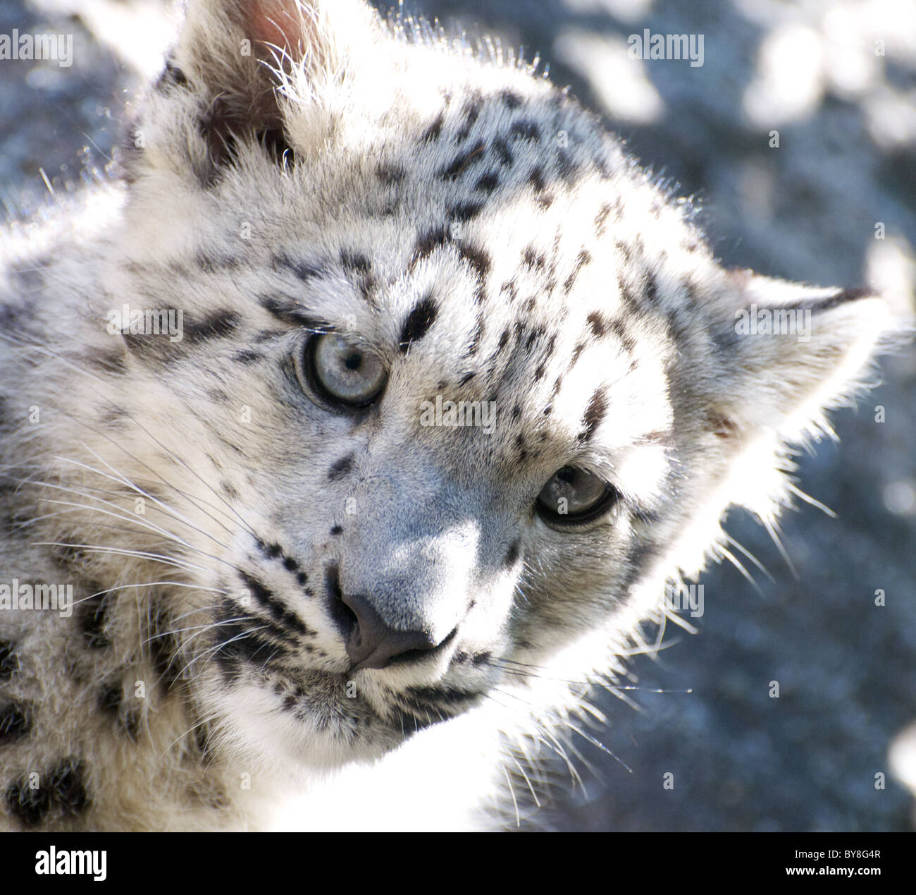 Female snow leopard hi-res stock photography and images - Alamy