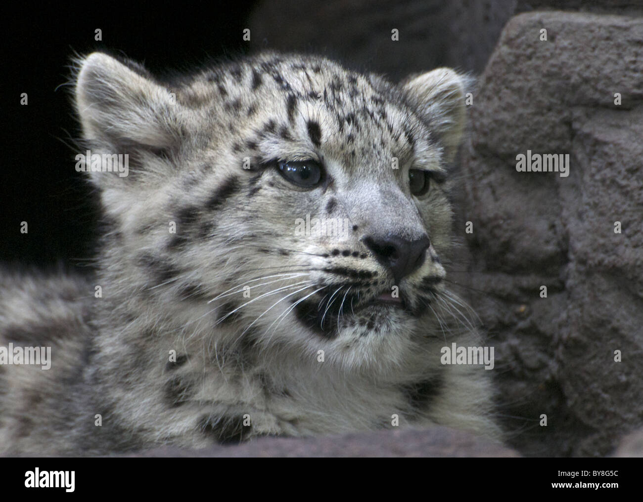 Female snow leopard cub (close-up Stock Photo - Alamy