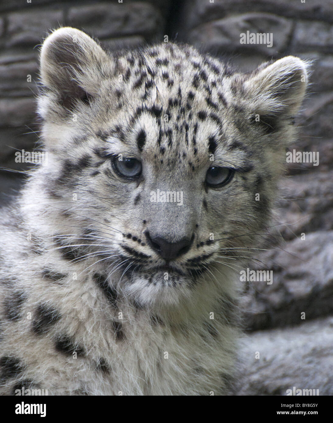 Female cub hi-res stock photography and images - Alamy