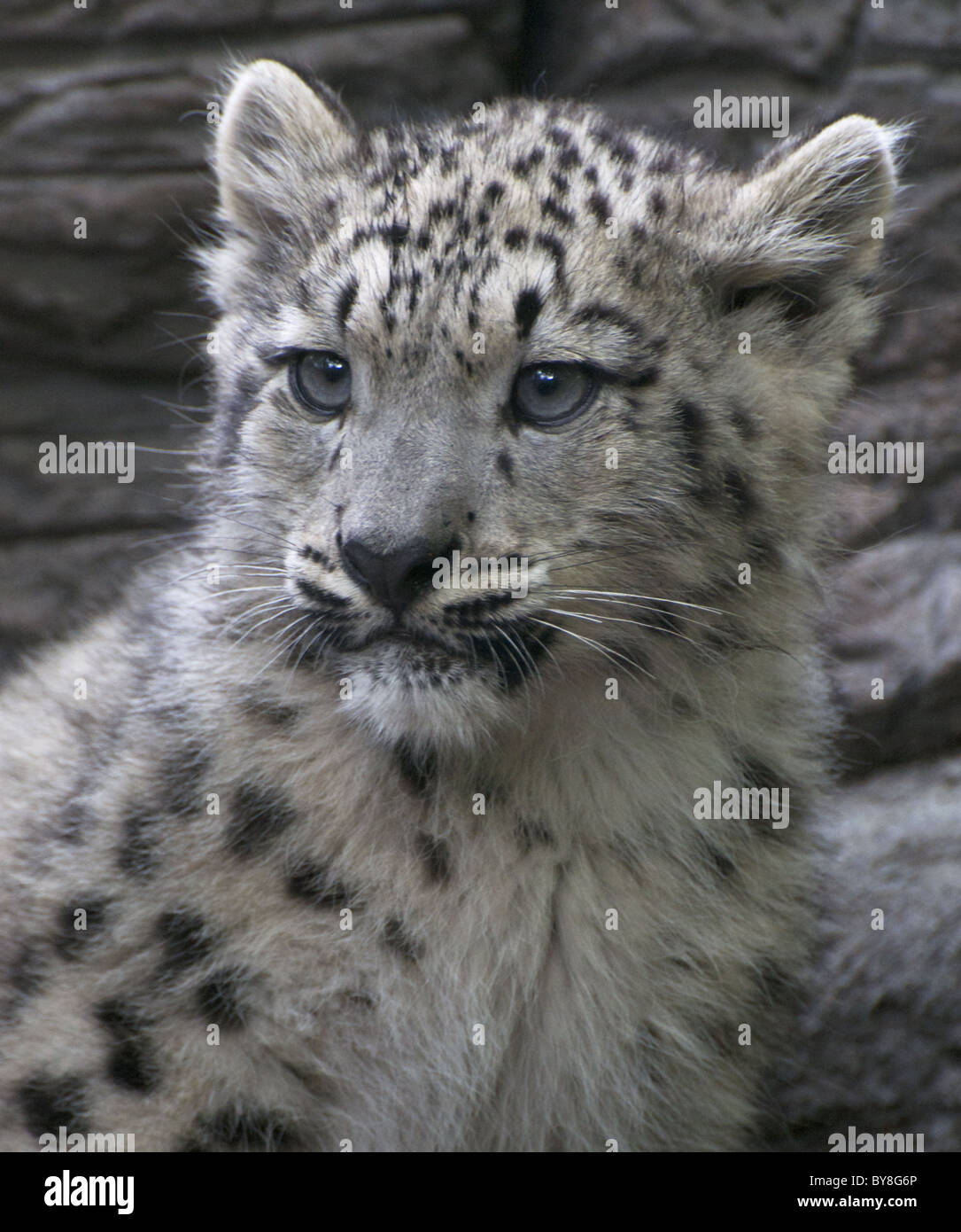 Female snow leopard cub (close-up Stock Photo - Alamy