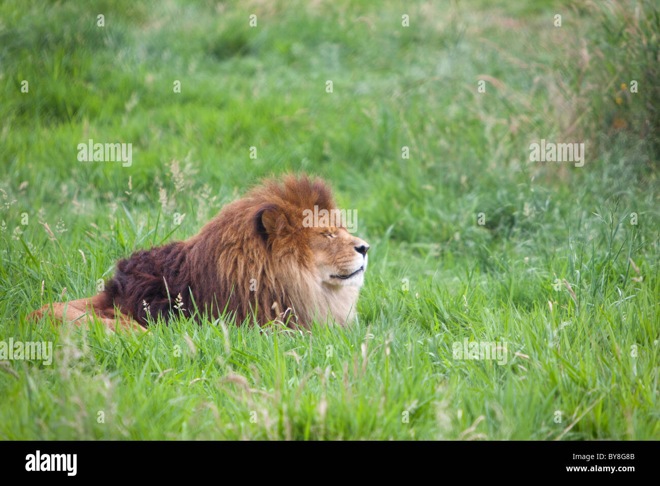 An elderly male lion at the Greater Vancouver Zoo in Aldergrove, BC ...