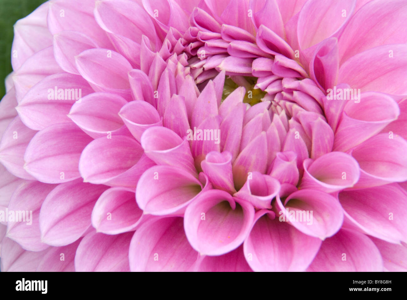 Pink dahlia closeup Stock Photo - Alamy