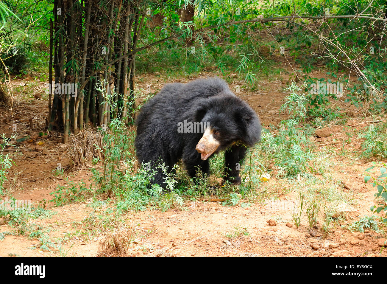 Sloth bear of periyar wildlife sanctuary hi-res stock photography and ...