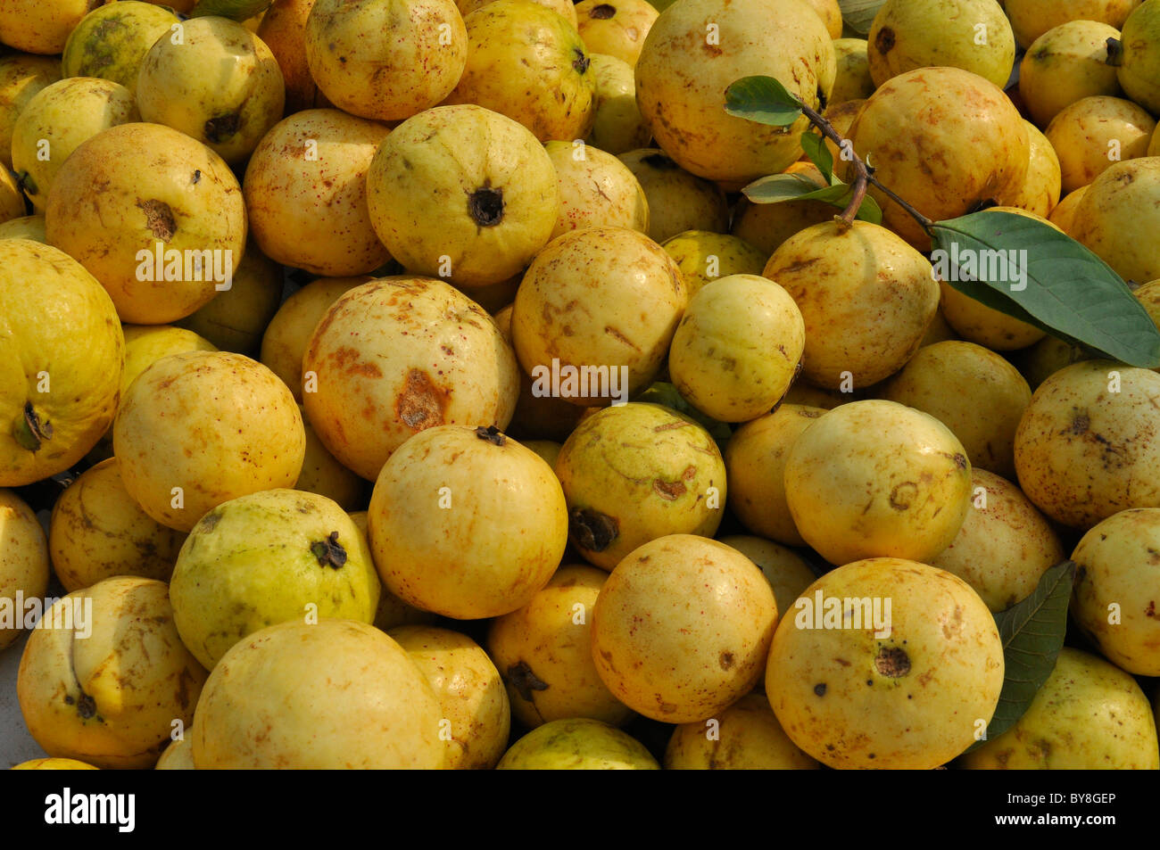 Yellow guavas hi-res stock photography and images - Alamy