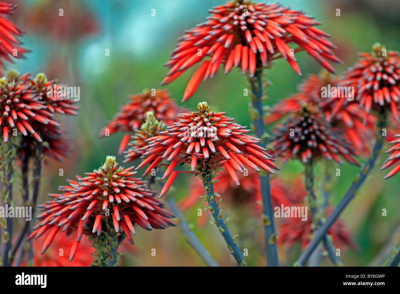 Aloe plant with red flowers Stock Photo - Alamy